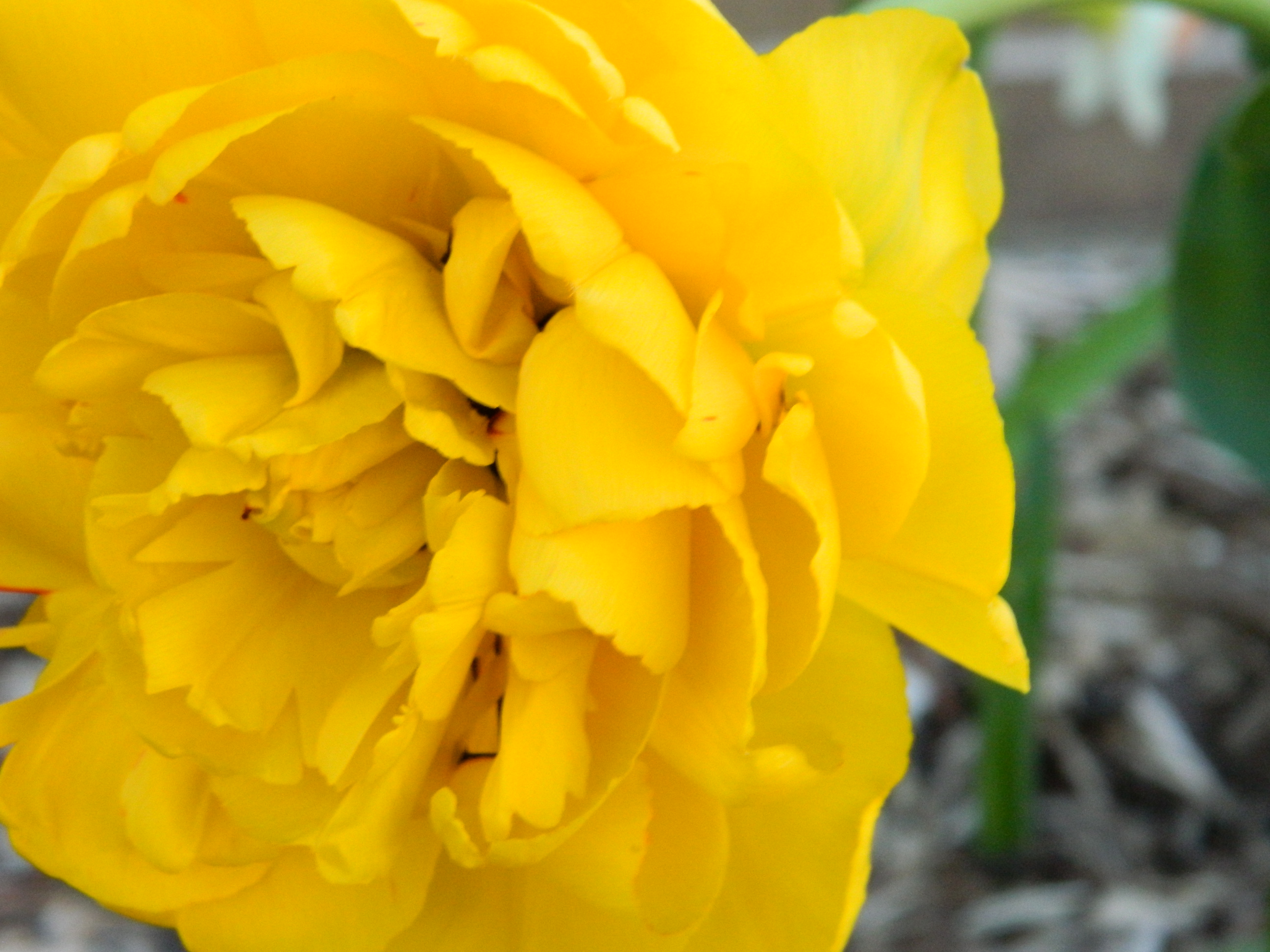 Spring: Out of the Ashes | Shutterbug
